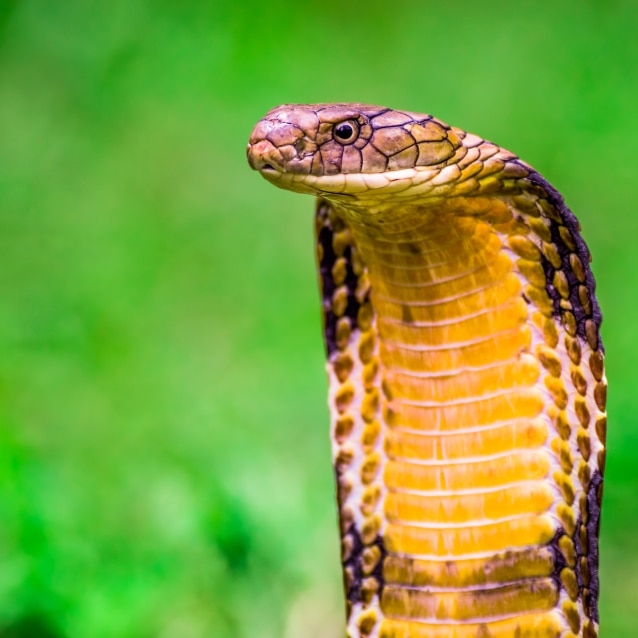 Longest Snakes Recovered in Maldabazar: ভয়ংকর বিষধর, গিলে ফেলল আস্ত ...