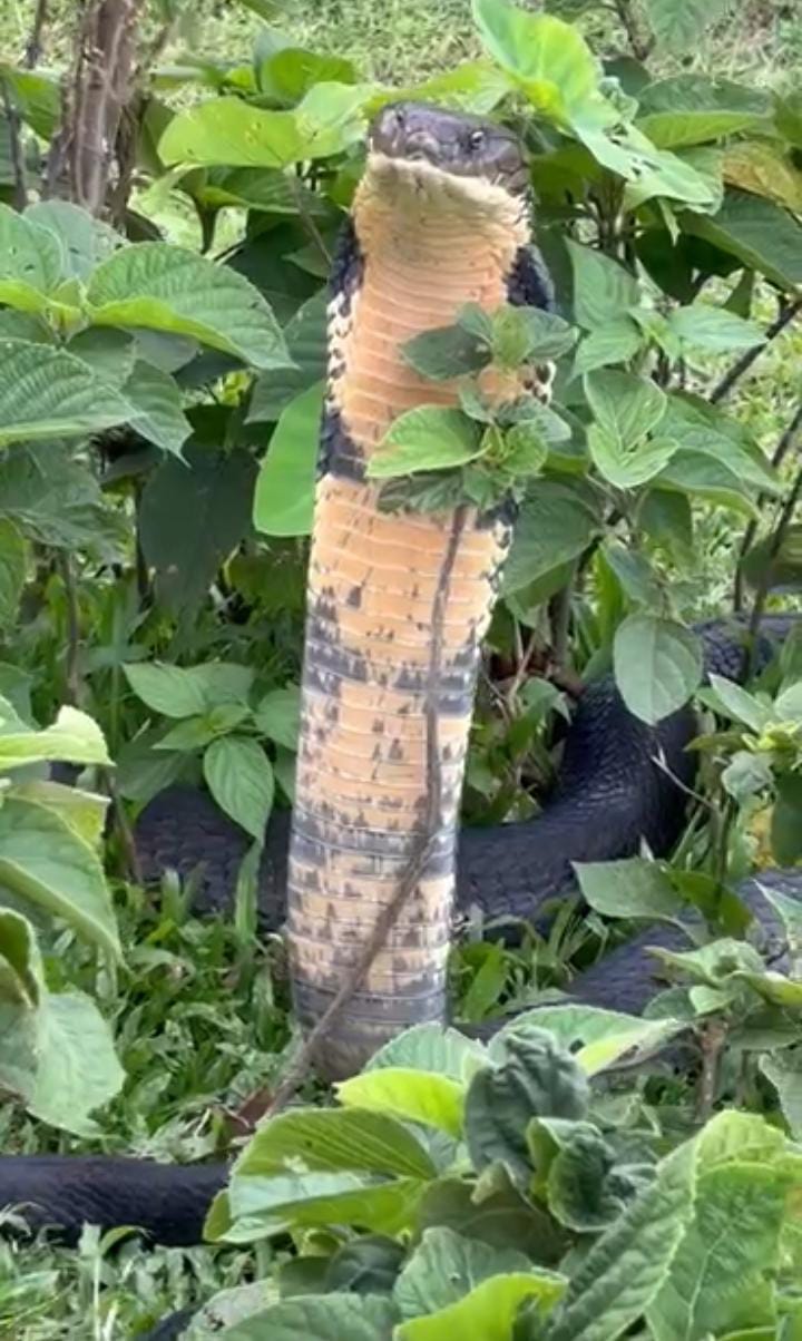 Longest Snakes Recovered in Maldabazar: ভয়ংকর বিষধর, গিলে ফেলল আস্ত ...