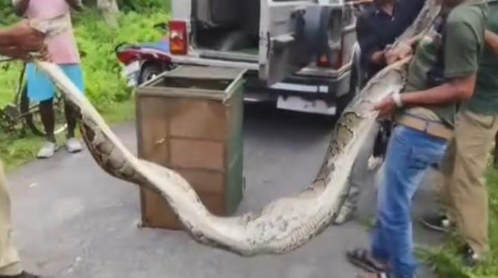 Longest Snakes Recovered in Maldabazar: ভয়ংকর বিষধর, গিলে ফেলল আস্ত... ডুয়ার্সে 'আমাজন আতঙ্ক ...
