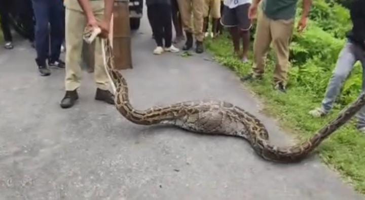 Longest Snakes Recovered in Maldabazar: ভয়ংকর বিষধর, গিলে ফেলল আস্ত ...