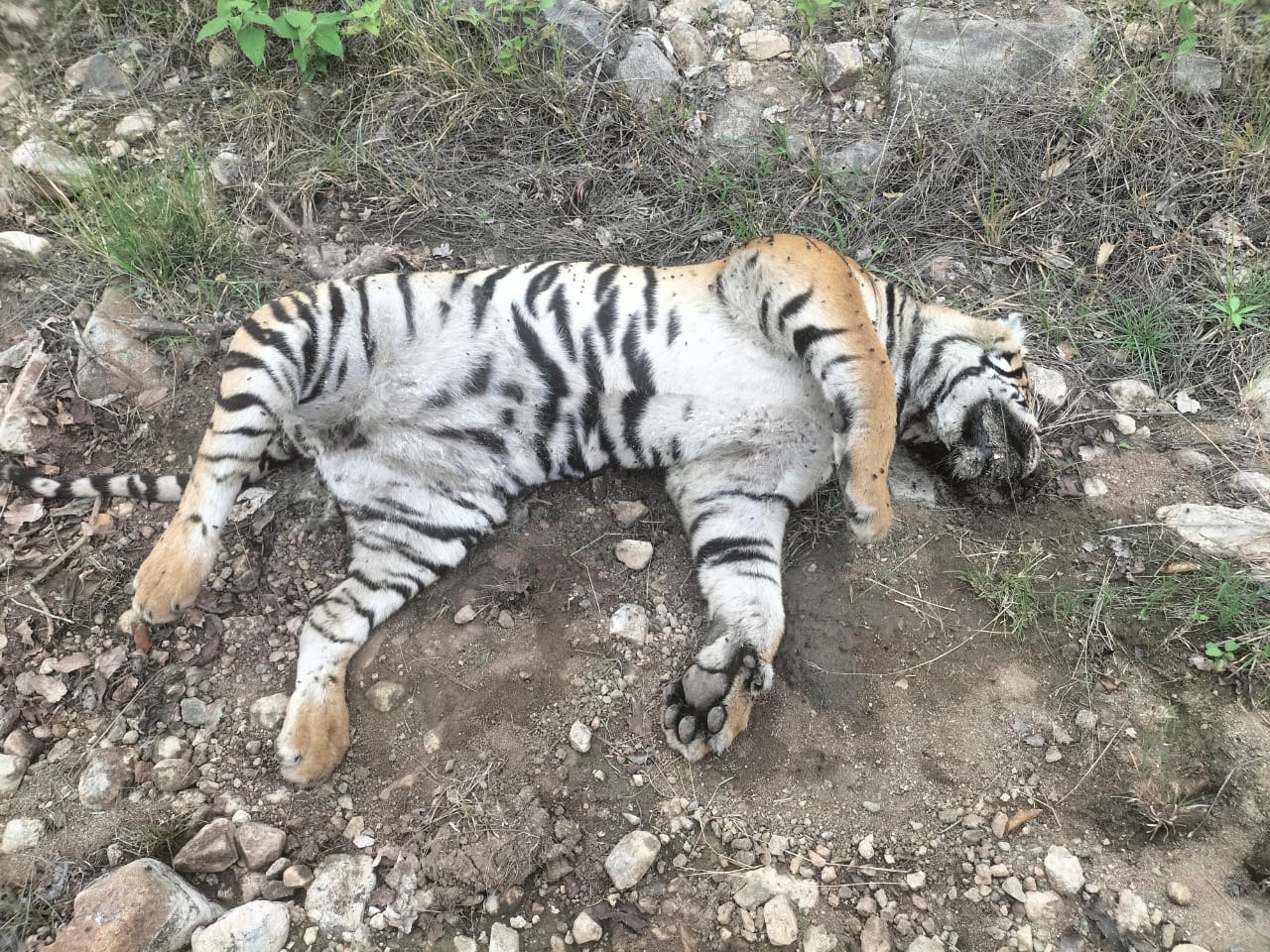 Five Tigers Dead in a Single Day: পৈশাচিক! বিষ দিয়ে পাঁচ রয়্যাল ...