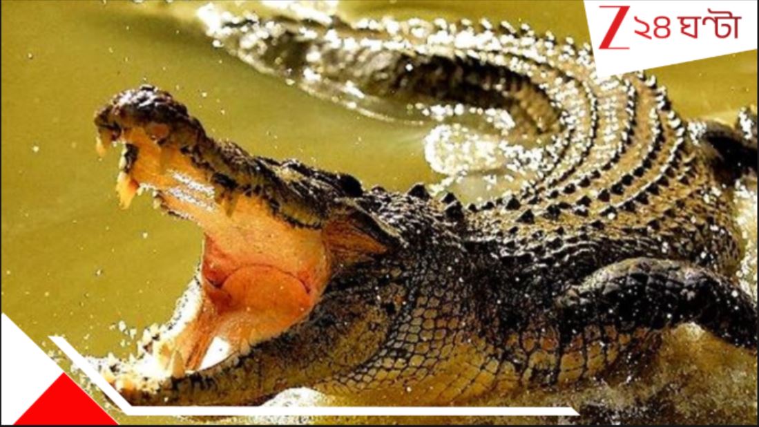 Crocodile in Ganges: সাবধান! উত্তরপাড়া-কোন্নগরে গঙ্গায় ঘুরে বেড়াচ্ছে ...