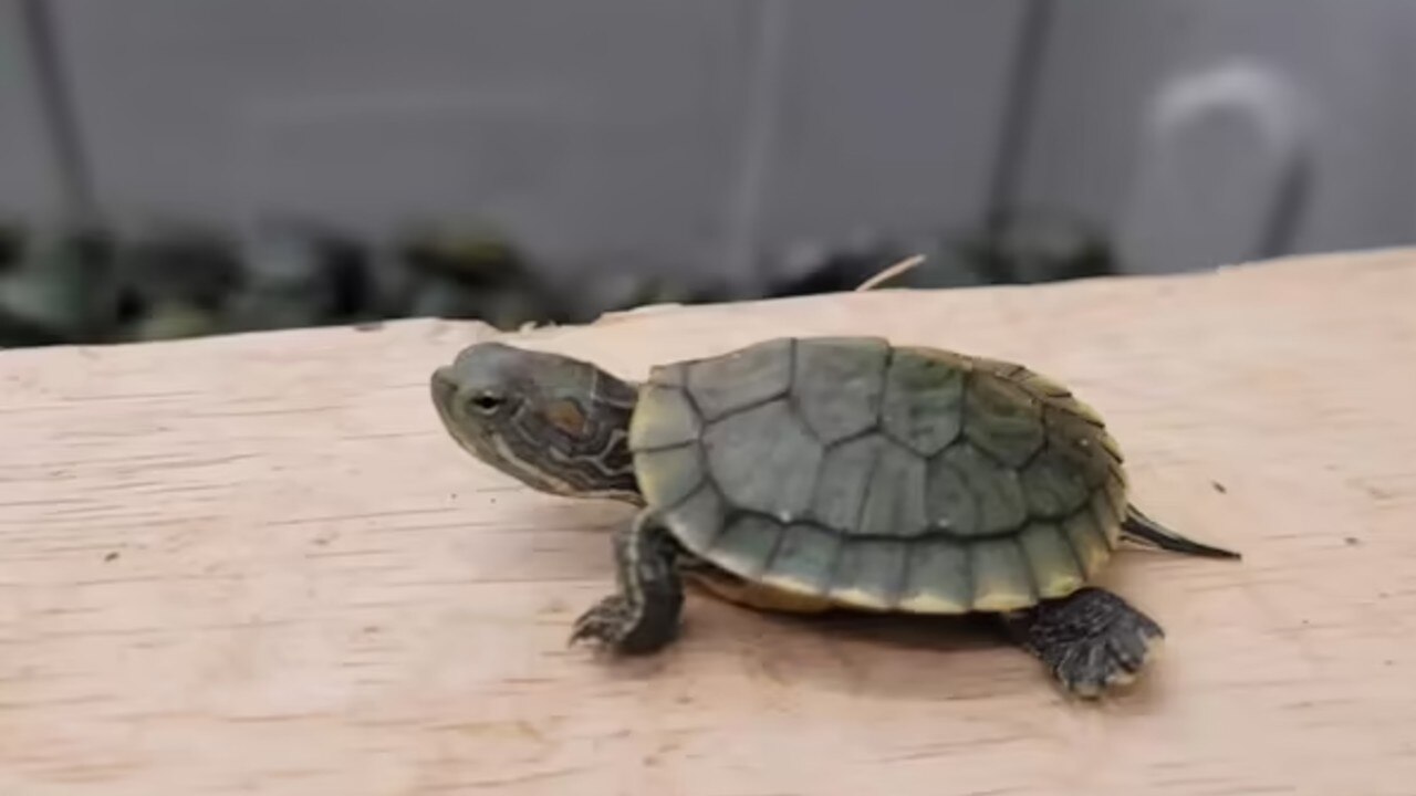 Turtles In Bra: বুক এত ফোলা কেন? অন্তর্বাসে উঁকি দিতেই ব্যান্ডেজ বাঁধা ...