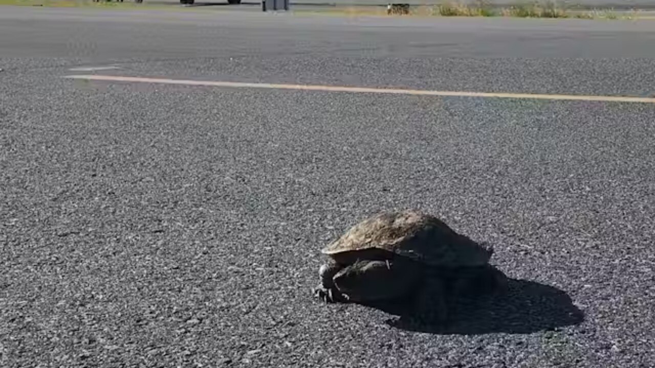 Turtles In Bra: বুক এত ফোলা কেন? অন্তর্বাসে উঁকি দিতেই ব্যান্ডেজ বাঁধা ...