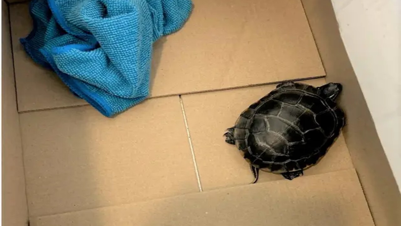 অন্তর্বাসের মধ্যে কচ্ছপ পুরে পাচার! | News in Bengali