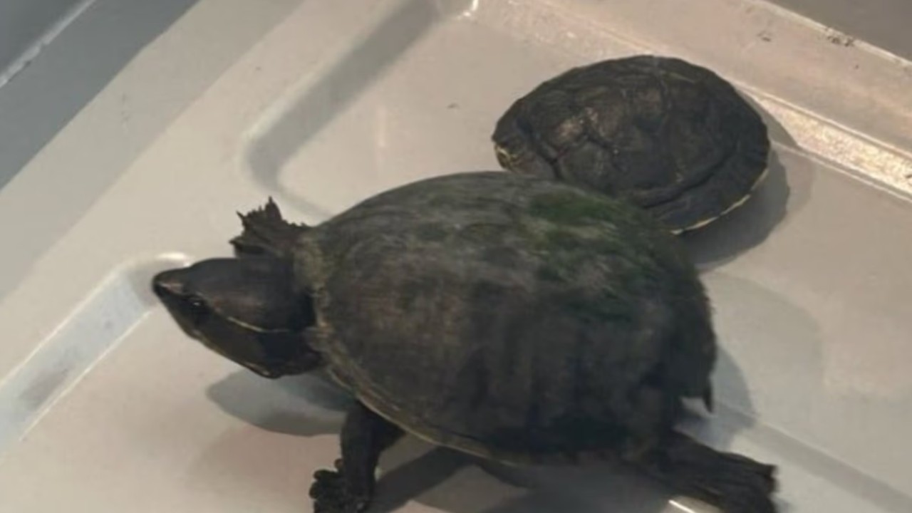 Turtles In Bra: বুক এত ফোলা কেন? অন্তর্বাসে উঁকি দিতেই ব্যান্ডেজ বাঁধা ...