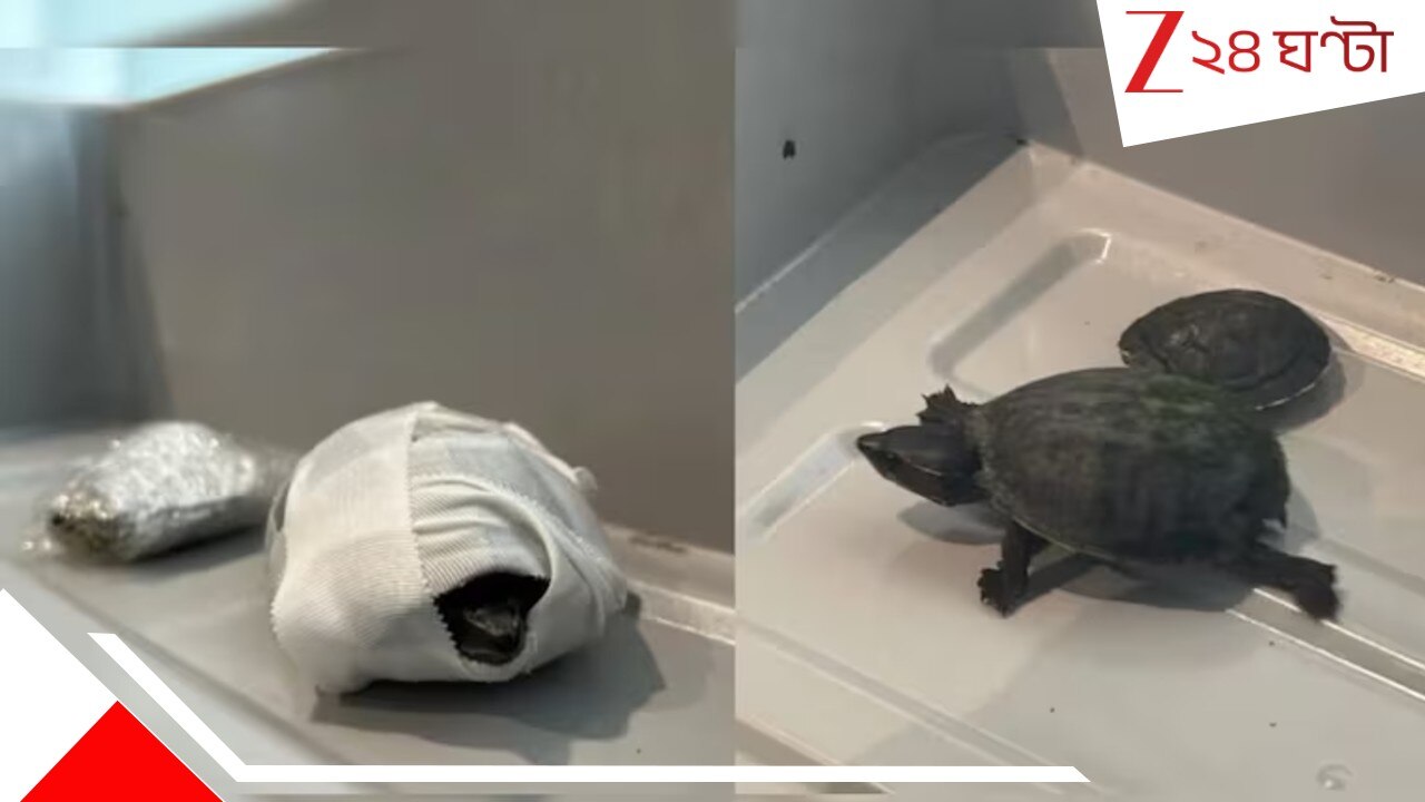 Turtles In Bra: বুক এত ফোলা কেন? অন্তর্বাসে উঁকি দিতেই ব্যান্ডেজ বাঁধা ...