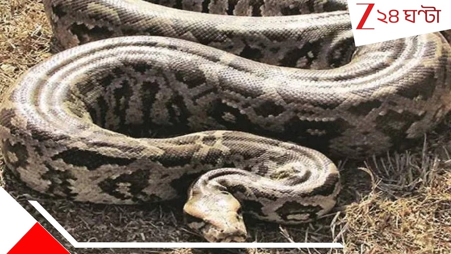 15 feet Python: ঘাপটি মেরে ছিল ঘরের ভিতরই! দরজা খুলতেই... সিলিং থেকে ...