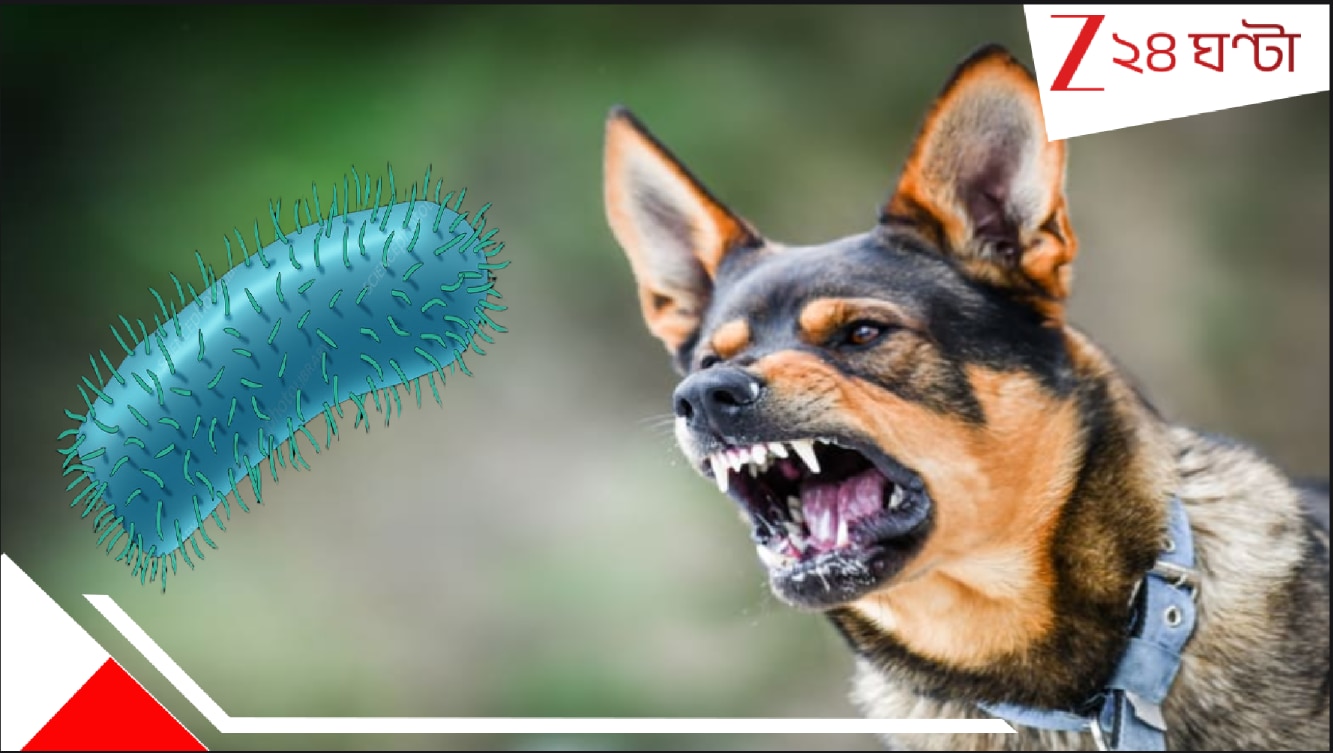 Rabies Outbreak In US: ভয়াল মহামারি! দিনে উড়ছে বাদুড়, আঁচড়ে দিচ্ছে ...