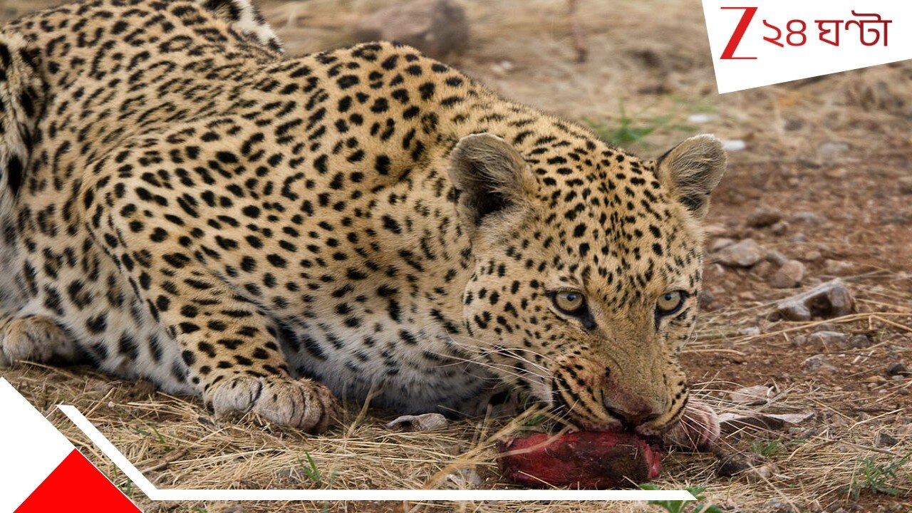 Leopard attack in Pune: শহরেও শ্বাপদের শঙ্কা! পুণেতে হিংস্র চিতাবাঘ ...
