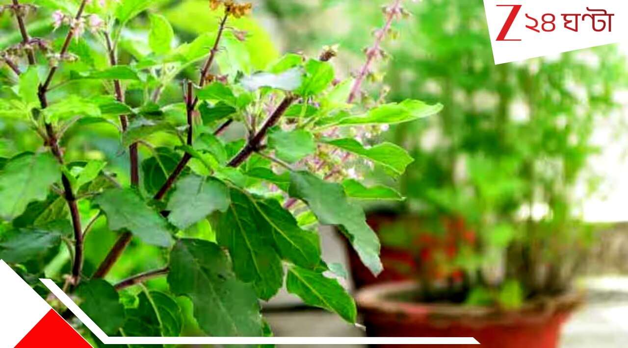 Medicinal Value of Tulsi: সকালে কয়েকটি তুলসী পাতা চিবিয়ে খেলেই কেল্লা ...