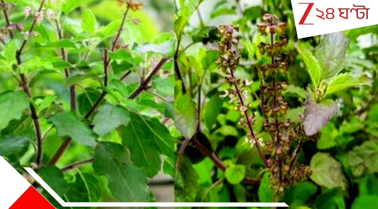 Medicinal Value of Tulsi: সকালে কয়েকটি তুলসী পাতা চিবিয়ে খেলেই কেল্লা ...