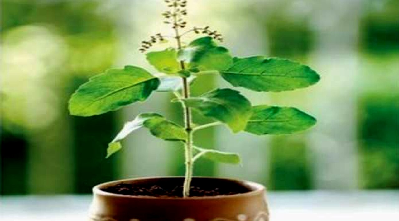 Medicinal Value of Tulsi: সকালে কয়েকটি তুলসী পাতা চিবিয়ে খেলেই কেল্লা ...