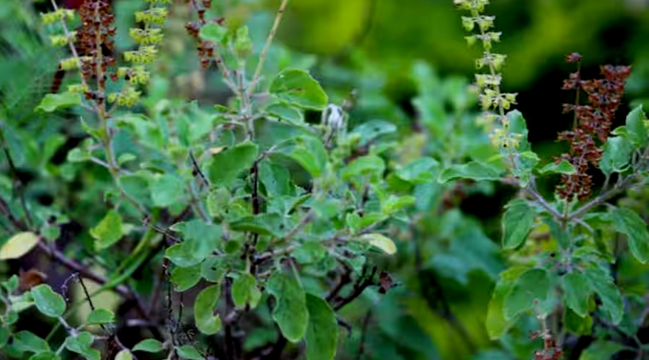 Medicinal Value of Tulsi: সকালে কয়েকটি তুলসী পাতা চিবিয়ে খেলেই কেল্লা ...