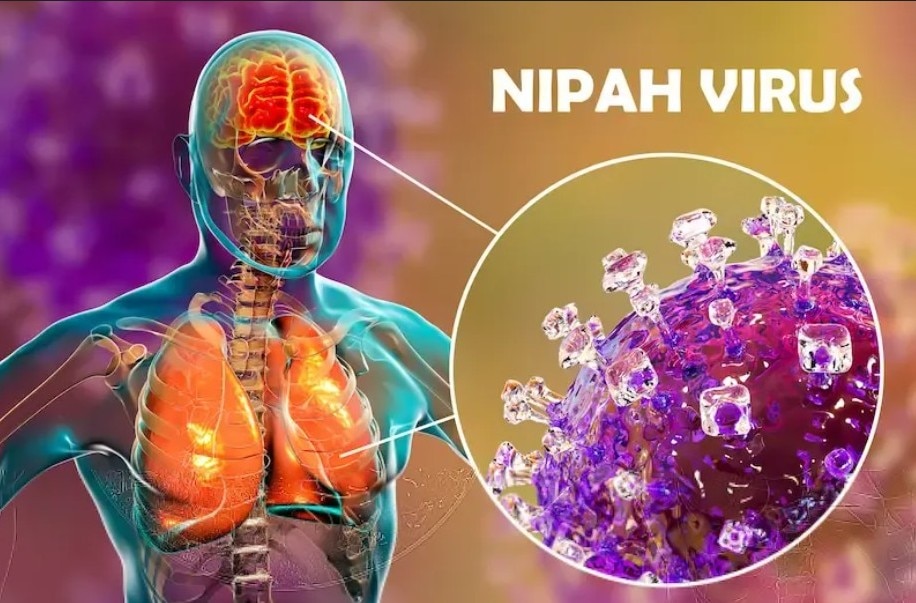 Nipah Virus: বাংলায় ভয়ংকর নিপাকে রুখতে কেন্দ্র-রাজ্য জয়েন্ট রেসপন্স ...