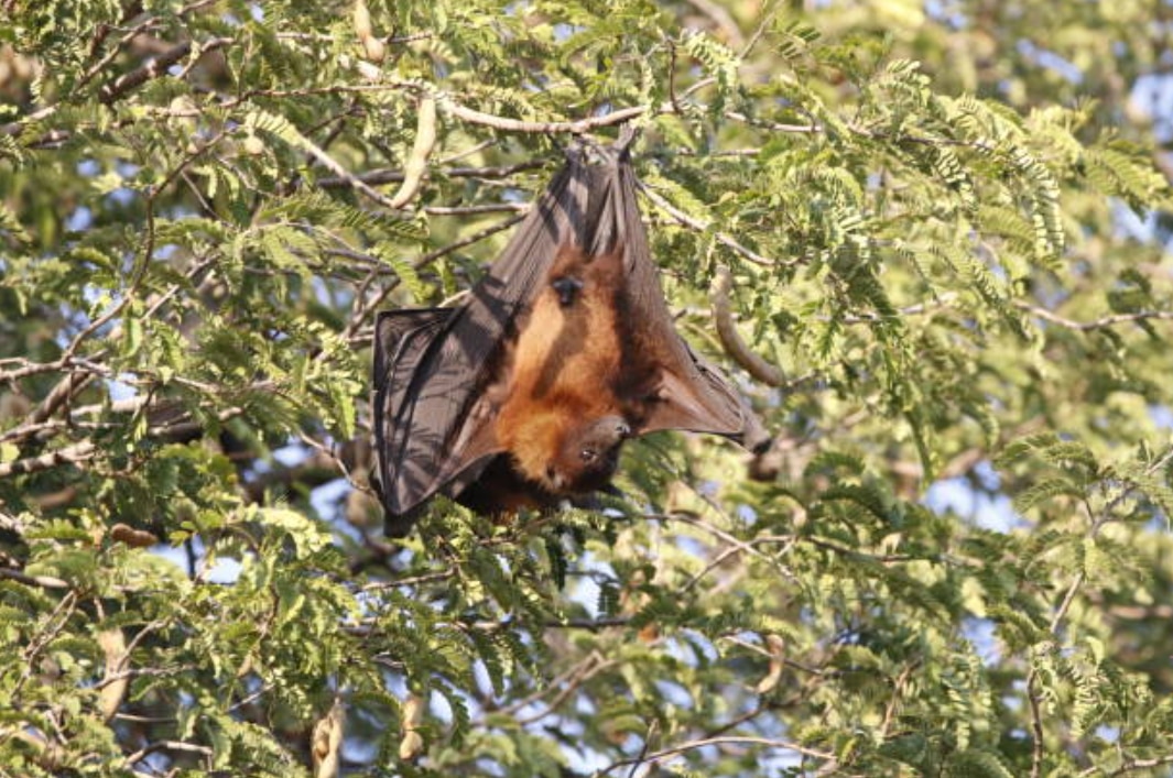 Nipah Virus Outbreak: মস্তিষ্কে শক থেকে শুরু করে... কোন ৫ ভয়ংকর কারণে ...