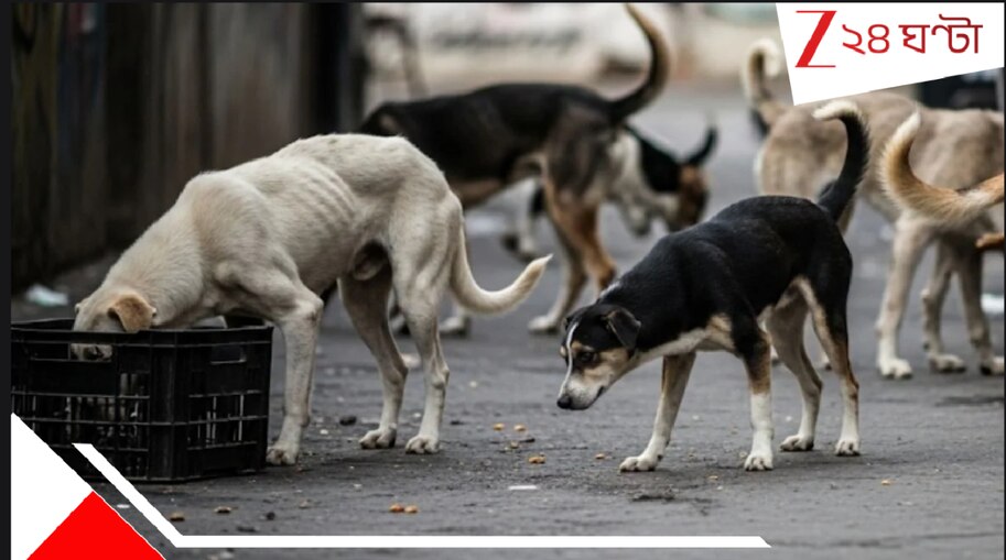Supreme Court on Stray Dogs: পথকুকুর নিয়ে সুপ্রিম কোর্টের বিগ রিমার্ক ...