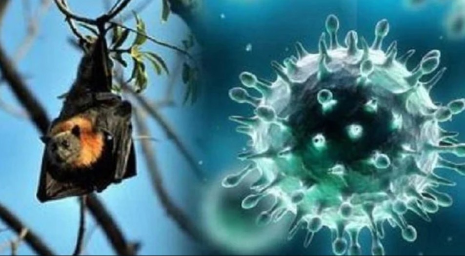 Nipah Virus: বাংলায় বাড়ছে সন্দেহভাজন নিপা আক্রান্ত! কোন কোন খাবারে ...