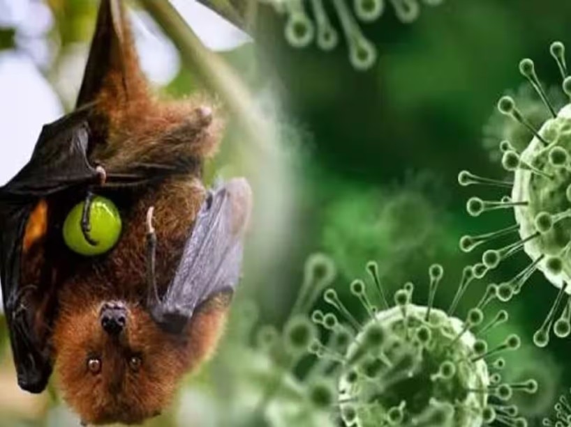 Nipah Virus: বাংলায় বাড়ছে সন্দেহভাজন নিপা আক্রান্ত! কোন কোন খাবারে ...