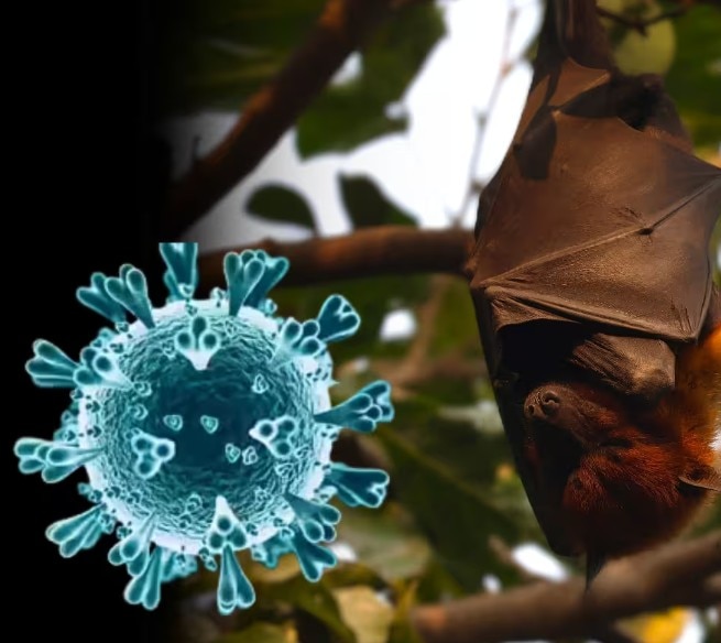 Nipah Virus: বাংলায় বাড়ছে সন্দেহভাজন নিপা আক্রান্ত! কোন কোন খাবারে ...
