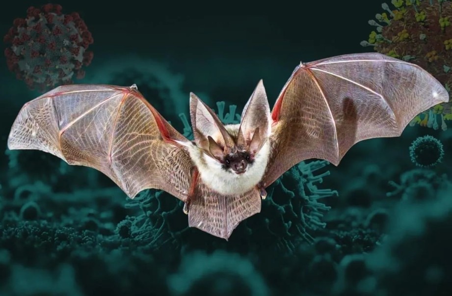 Nipah Virus: বাংলায় বাড়ছে সন্দেহভাজন নিপা আক্রান্ত! কোন কোন খাবারে ...