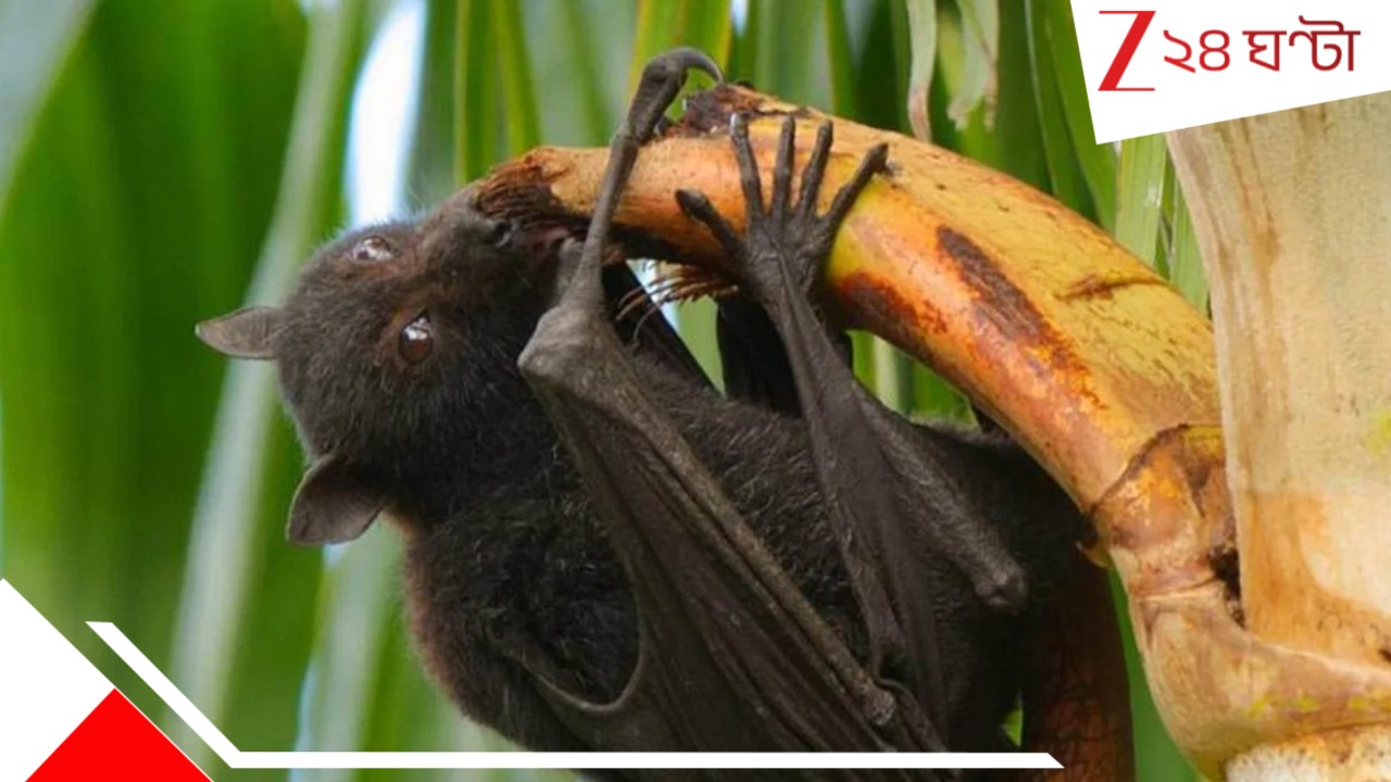 Nipah Virus: বাংলায় বাড়ছে সন্দেহভাজন নিপা আক্রান্ত! কোন কোন খাবারে ...