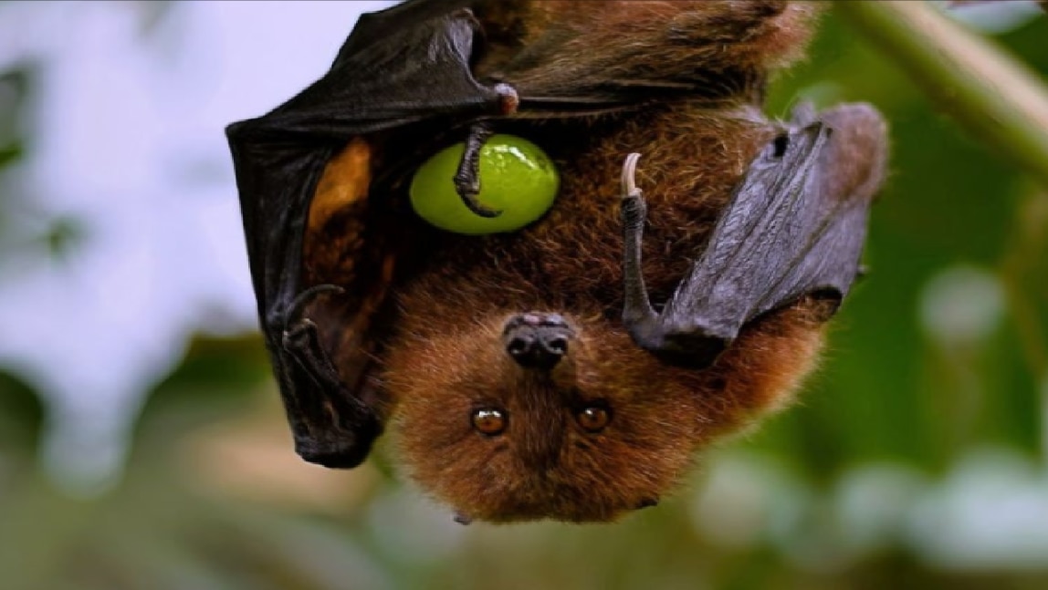 ৩০ জনের উপর কড়া নজরদারি | News in Bengali