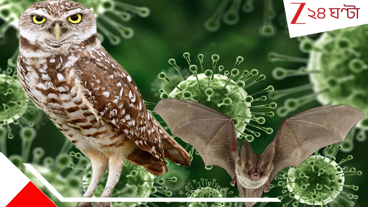 Owl in Nipah: নিপা আউটব্রেকে চিন্তা নেই, এসে গেল অব্যর্থ প্রতিষেধক ...