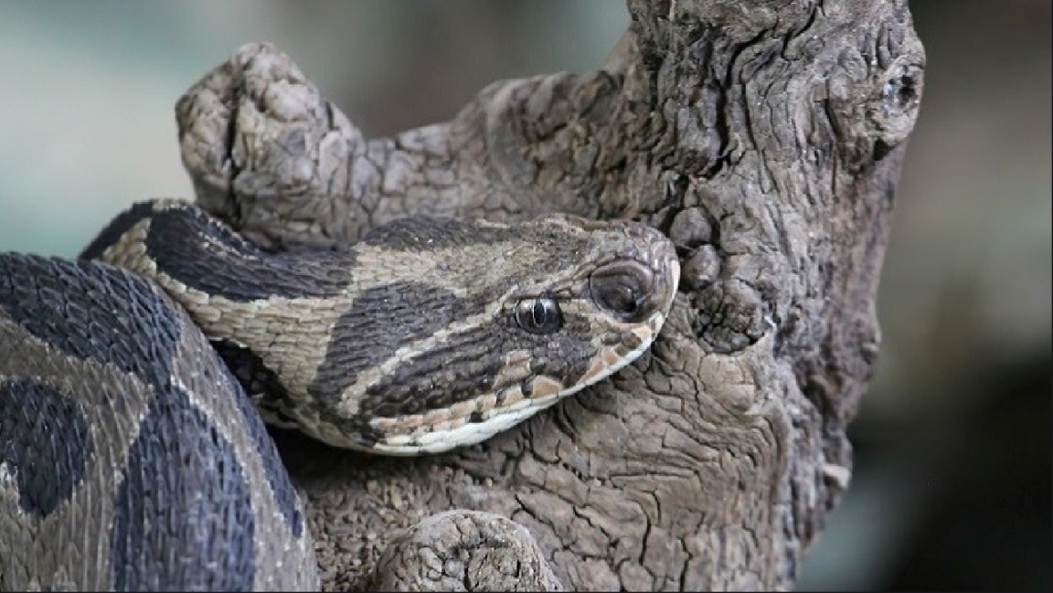 Deadliest Python Swallow Goat: ১৬ ফুটের ভয়ংকর পাইথন গিলল আস্ত ছাগল ...