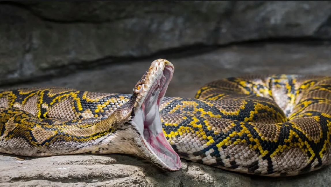 Deadliest Python Swallow Goat: ১৬ ফুটের ভয়ংকর পাইথন গিলল আস্ত ছাগল ...