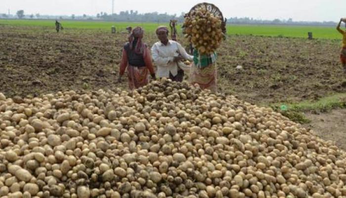 Potatos News in Bengali, Latest Potatos Bangla Khobor, photos, videos ...