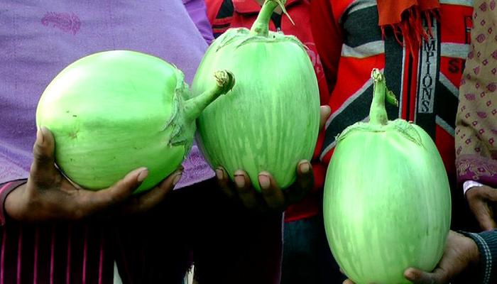 বিঘোর বেগুন News in Bengali, Latest বিঘোর বেগুন Bangla Khobor, photos ...