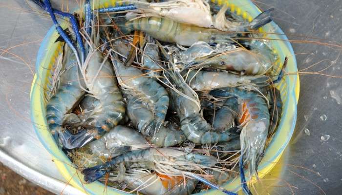 Prone fish News in Bengali, Latest Prone fish Bangla Khobor, photos ...